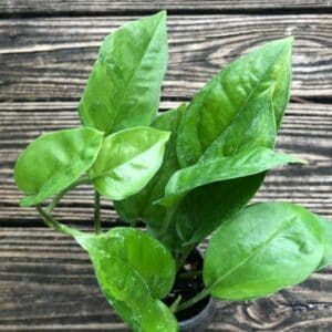 The Epic Guide to Pothos Varieties (12+ Hot Types of Pothos)