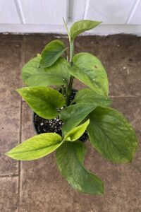 The Epic Guide to Pothos Varieties (12+ Hot Types of Pothos)