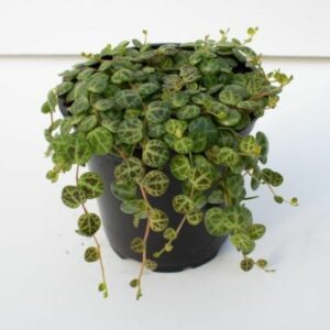 Peperomia prostrata: How to Grow the String of Turtles - Terrarium Tribe