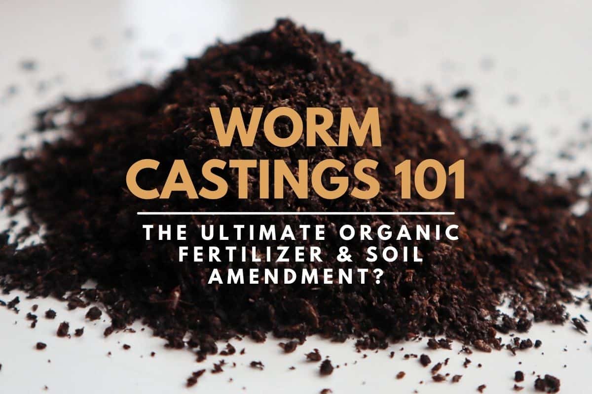 Worm Castings A Very Natural Plant Fertilizer Booster Worm Castings A Very Natural Plant Fertilizer Booster