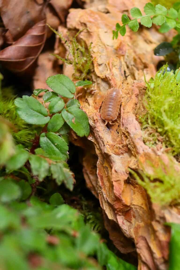 How to Make a Bioactive Terrarium (Or Vivarium) - DIY Guide - Terrarium ...