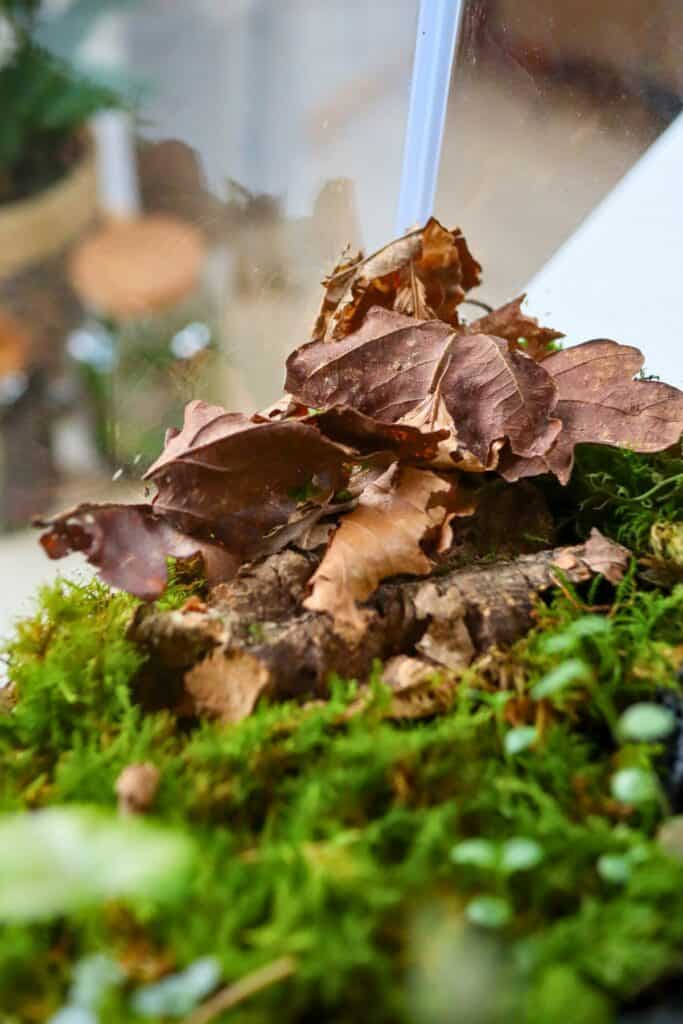 How to Make a Bioactive Terrarium (Or Vivarium) - DIY Guide - Terrarium ...