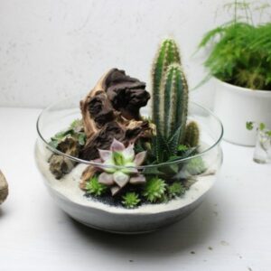 Types of Terrarium: Which is Best for You? (+ Examples) - Terrarium Tribe