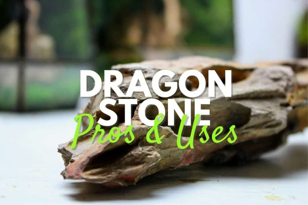 3 Creative Ways to Use Dragon Stone (Ohko) In Your Terrarium