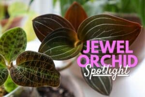 Jewel Orchid 101: How to Grow Real Gems (Varieties & Care)