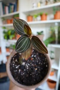 Jewel Orchid 101: How to Grow Real Gems (Varieties & Care)