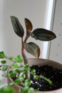 Jewel Orchid 101: How to Grow Real Gems (Varieties & Care)