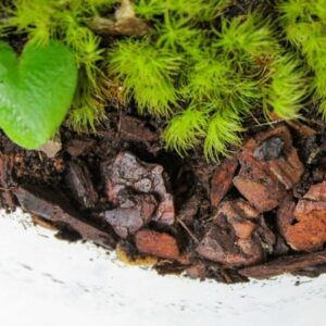 How to Make a Moss Terrarium (DIY Mossarium): Step-by-Step