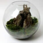 How to Make a Moss Terrarium (DIY Mossarium): Step-by-Step