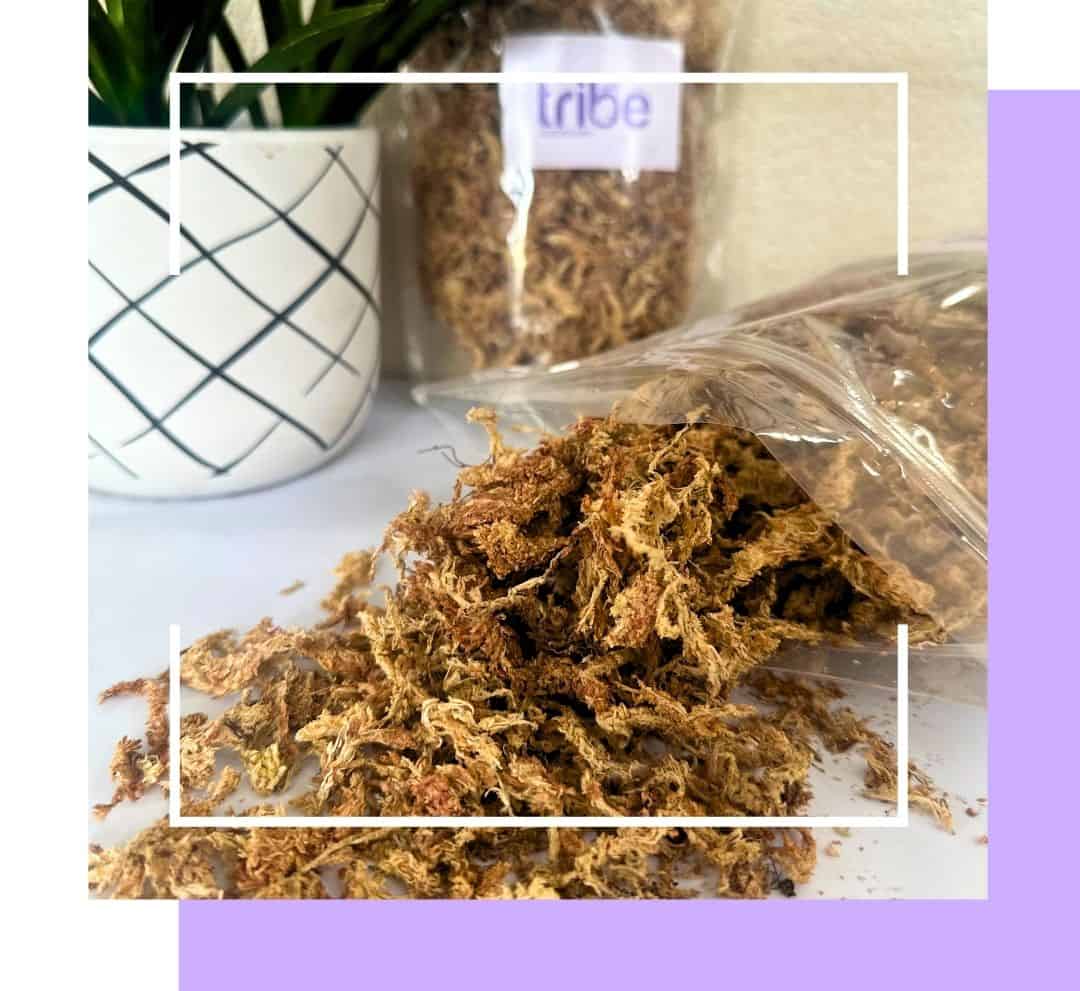 Isopod Substrate Guide: The Best Materials and Mixes to Use