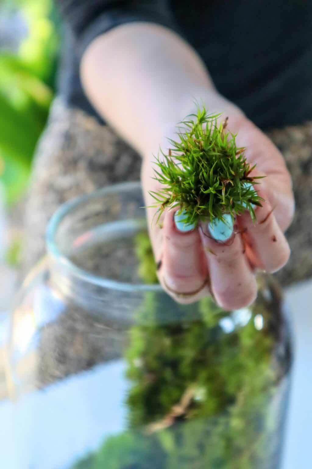 How to Make a Moss Terrarium (DIY Mossarium): Step-by-Step