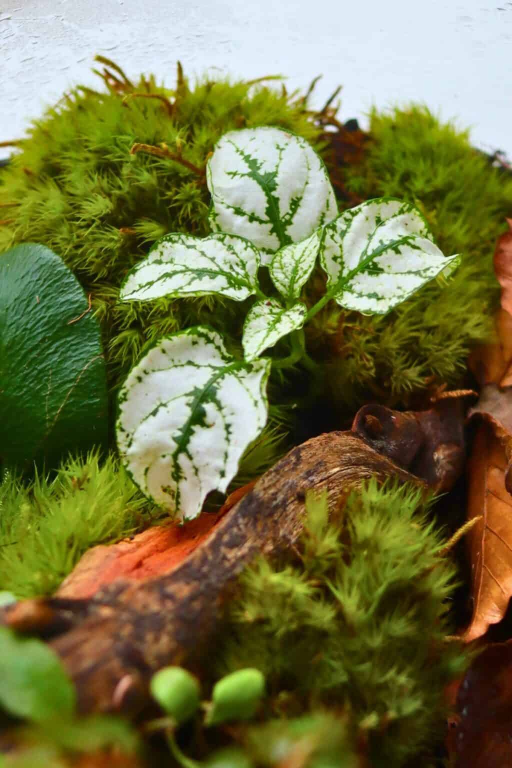 Terrarium Moss: The Secret to a Vibrant Terrarium