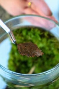 How to Make a Moss Terrarium (DIY Mossarium): Step-by-Step