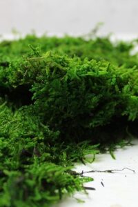 Preserved Moss: Best Types and Creative Applications