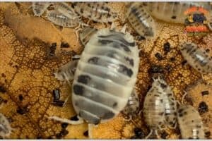 12 Cool Types of Isopods to Collect (Species + Color Morphs ...