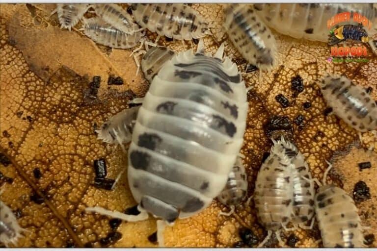 Dairy Cow Isopods (Porcellio laevis) - Bioactive Pet Guide - Terrarium Tribe