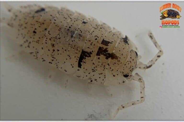 12 Cool Types of Isopods to Collect (Species + Color Morphs ...