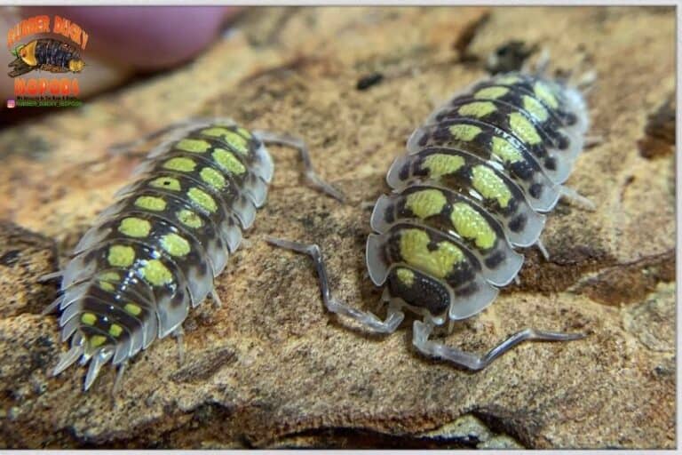 12 Cool Types of Isopods to Collect (Species + Color Morphs ...