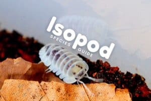 Isopod Species: How Different Types Behave (And Why It Matters ...