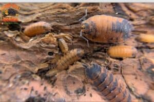 12 Cool Types of Isopods to Collect (Species + Color Morphs ...