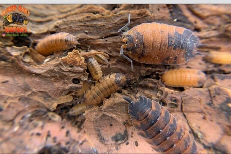 12 Cool Types of Isopods to Collect (Species + Color Morphs ...