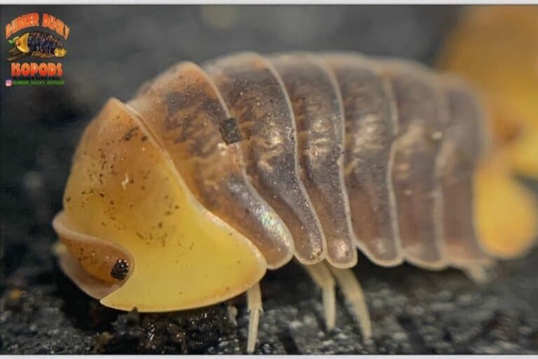 12 Cool Types of Isopods to Collect (Species + Color Morphs ...