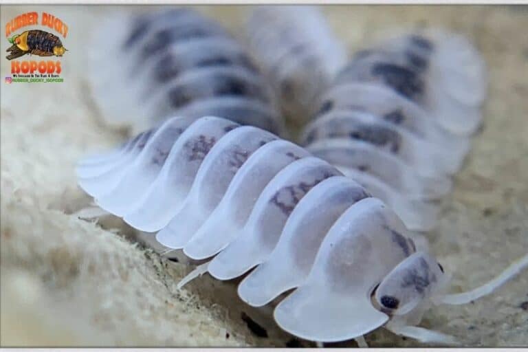 12 Cool Types of Isopods to Collect (Species + Color Morphs ...