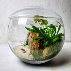 Terrarium Sand - The Nitty Gritty Details (Types & 3 Uses)
