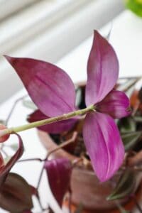 Tradescantia zebrina: How to Tame the Inchplant (Care Guide)