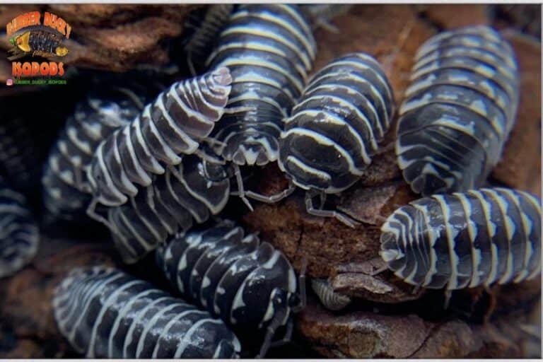 12 Cool Types of Isopods to Collect (Species + Color Morphs ...