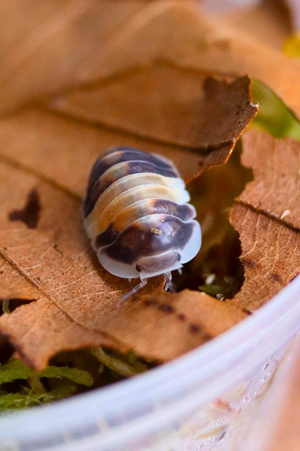 Types of Isopods - A Collector's Guide (Cool & Cute Species ...