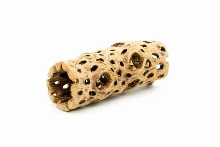 10 Dynamic Types of Wood for Terrariums (+ Photos) - Terrarium Tribe