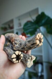 Teddy Bear Cholla Wood (Cactus Wood) Hardscape Guide - Terrarium Tribe