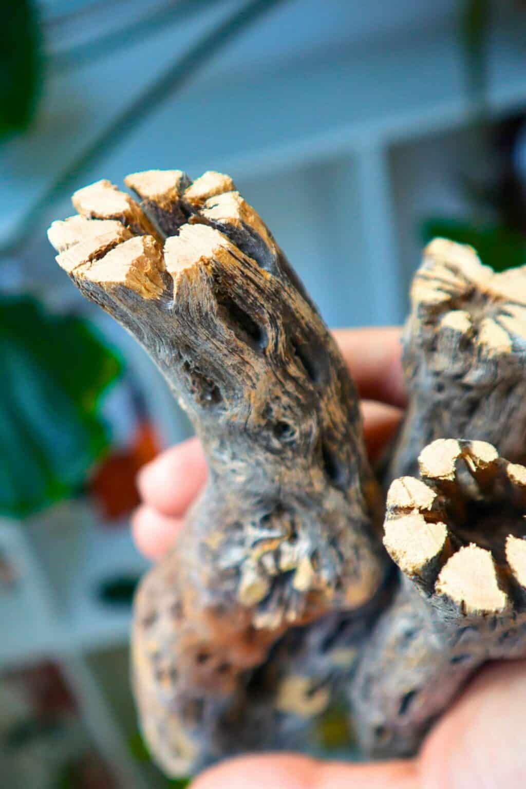 Cholla Wood (Cactus Wood) Bioactive Hardscape Guide - Terrarium Tribe