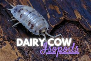 Dairy Cow Isopods (Porcellio laevis) - Bioactive Pet Guide - Terrarium Tribe