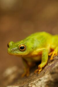 The Best Small Terrarium Pets (10+ Exotic Animals to Keep)