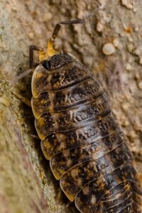 The Best Small Terrarium Pets (10+ Exotic Animals to Keep)