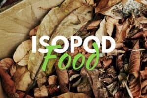 What Do Isopods Eat? (& The Best Isopod Food Options) - Terrarium Tribe