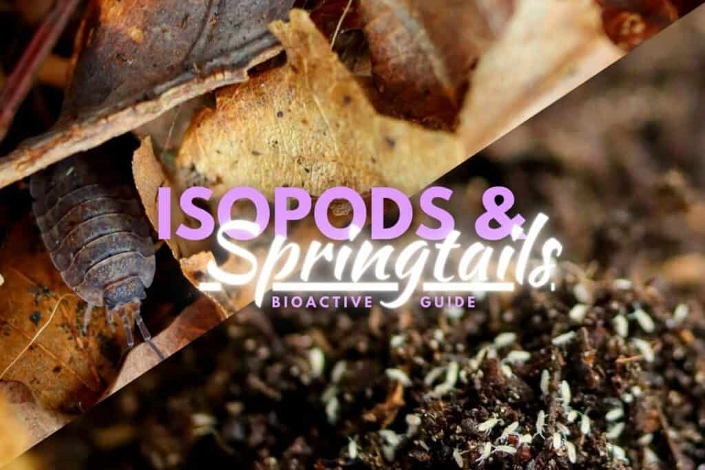 Terrarium Isopods and Springtails (Bioactive Combo 101)
