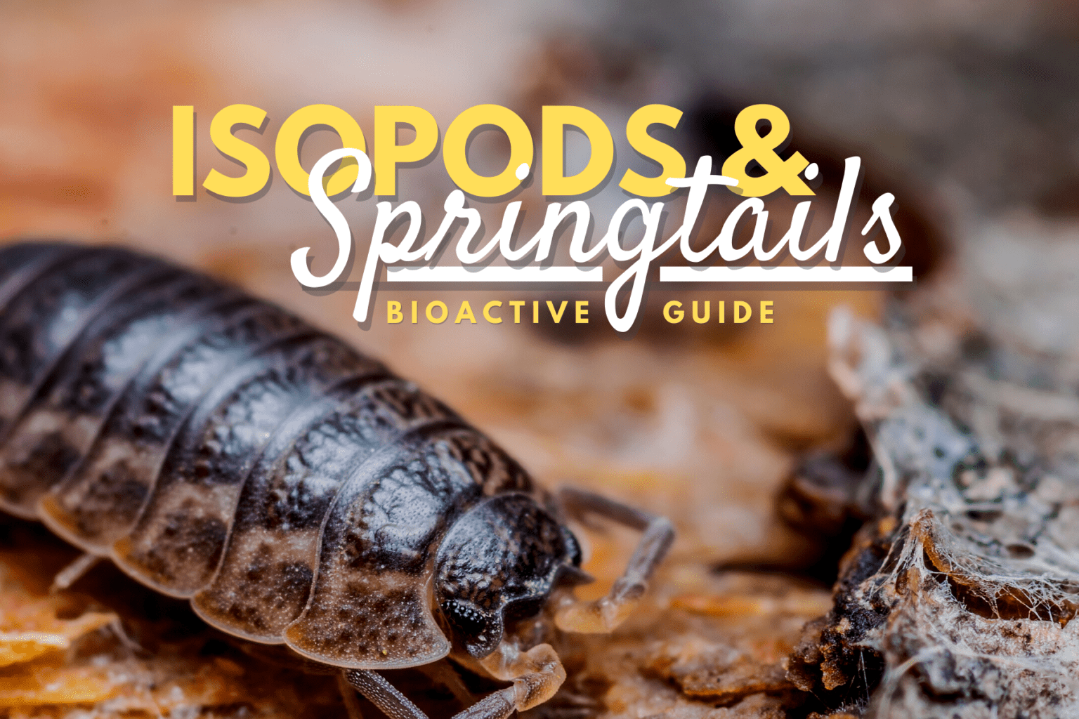 Isopods and Springtails in Terrariums (Bioactive Combo 101)