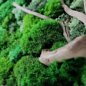 How to Make a Vibrant Preserved Moss Wall (8 Simple Steps)