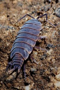 Powder Blue Isopods Care & Use (Porcellionides pruinosus)