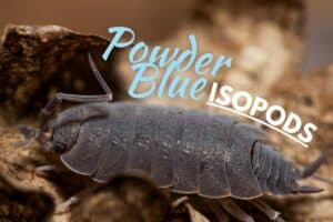 Powder Blue Isopods Care & Use (Porcellionides pruinosus)