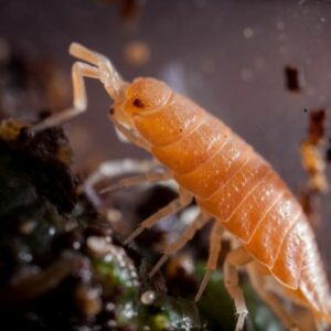Powder Orange Isopods (Porcellionides pruinosus) Care Guide - Terrarium ...