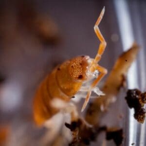 Powder Orange Isopods (Porcellionides pruinosus) Care Guide - Terrarium ...