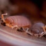 The Complete Pet Isopod Guide: Picks, Enclosure Setup & Care