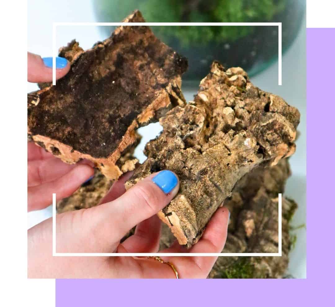 Dairy Cow Isopods (Porcellio laevis) - Bioactive Pet Guide - Terrarium Tribe