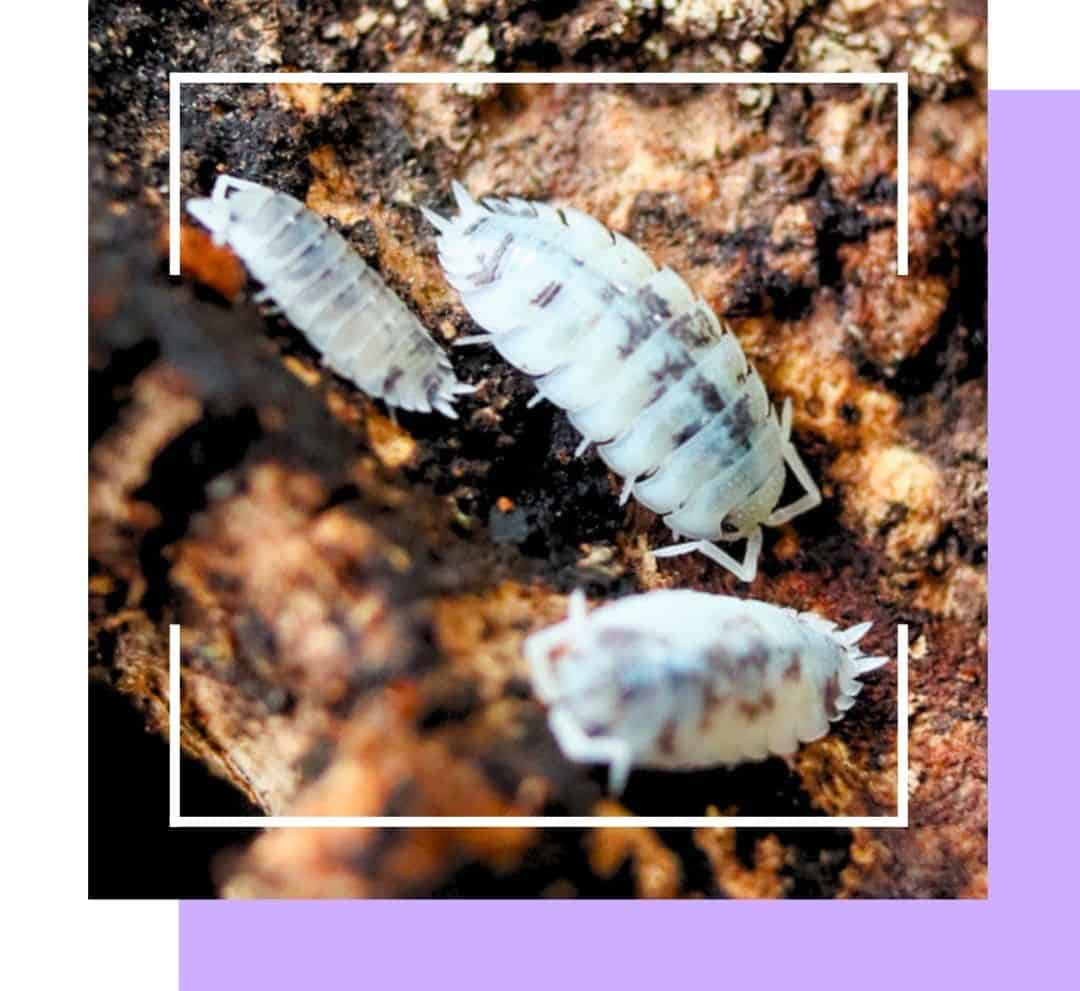 Dairy Cow Isopods (Porcellio laevis) - Bioactive Pet Guide - Terrarium Tribe