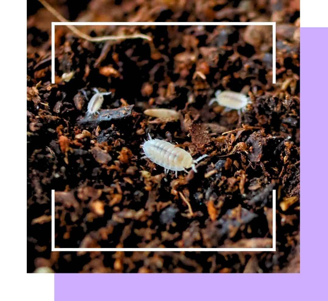 How to Make a Bioactive Terrarium (Or Vivarium) - DIY Guide - Terrarium ...