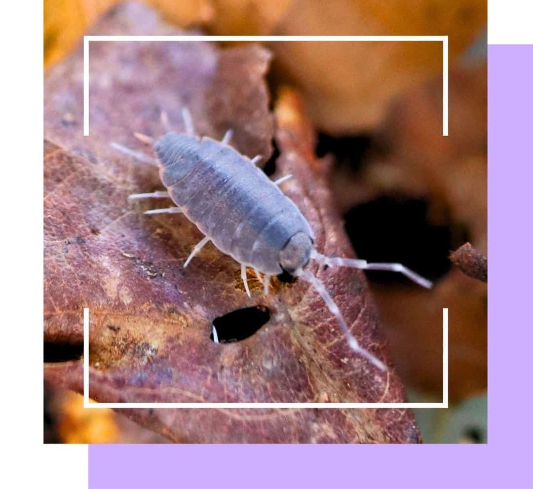 Powder Blue Isopods Care & Use (Porcellionides pruinosus)